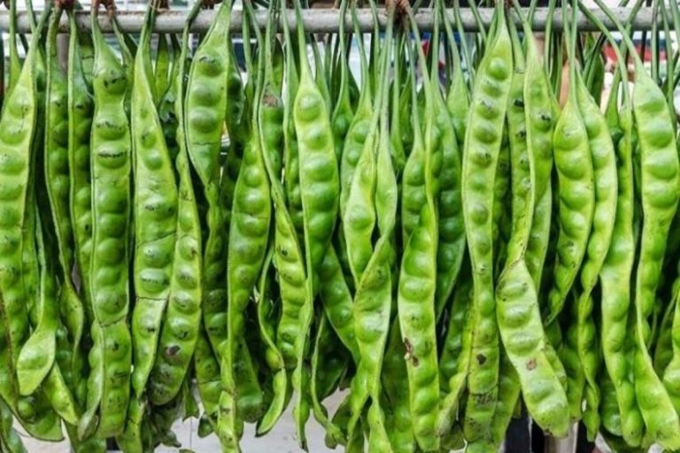 11 Amazing Benefits Of Petai | Tips & Tricks