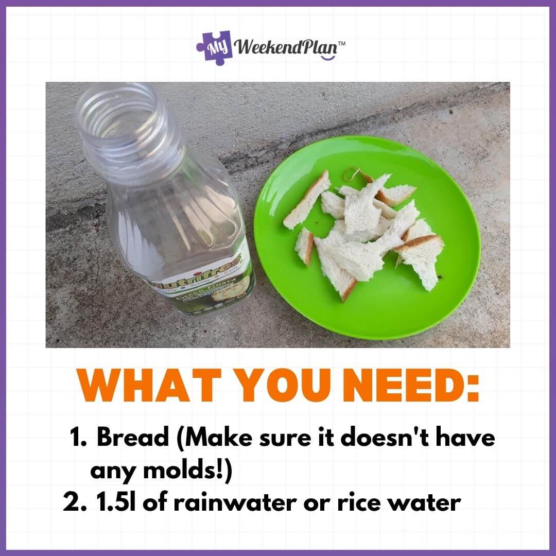 Start Turning Your Leftover Bread Into A Fertilizer | Organic Fertilizer