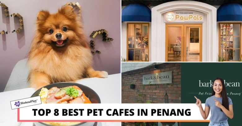 Top 5 Best Pet Cafes In Penang 2023 | Must-visit