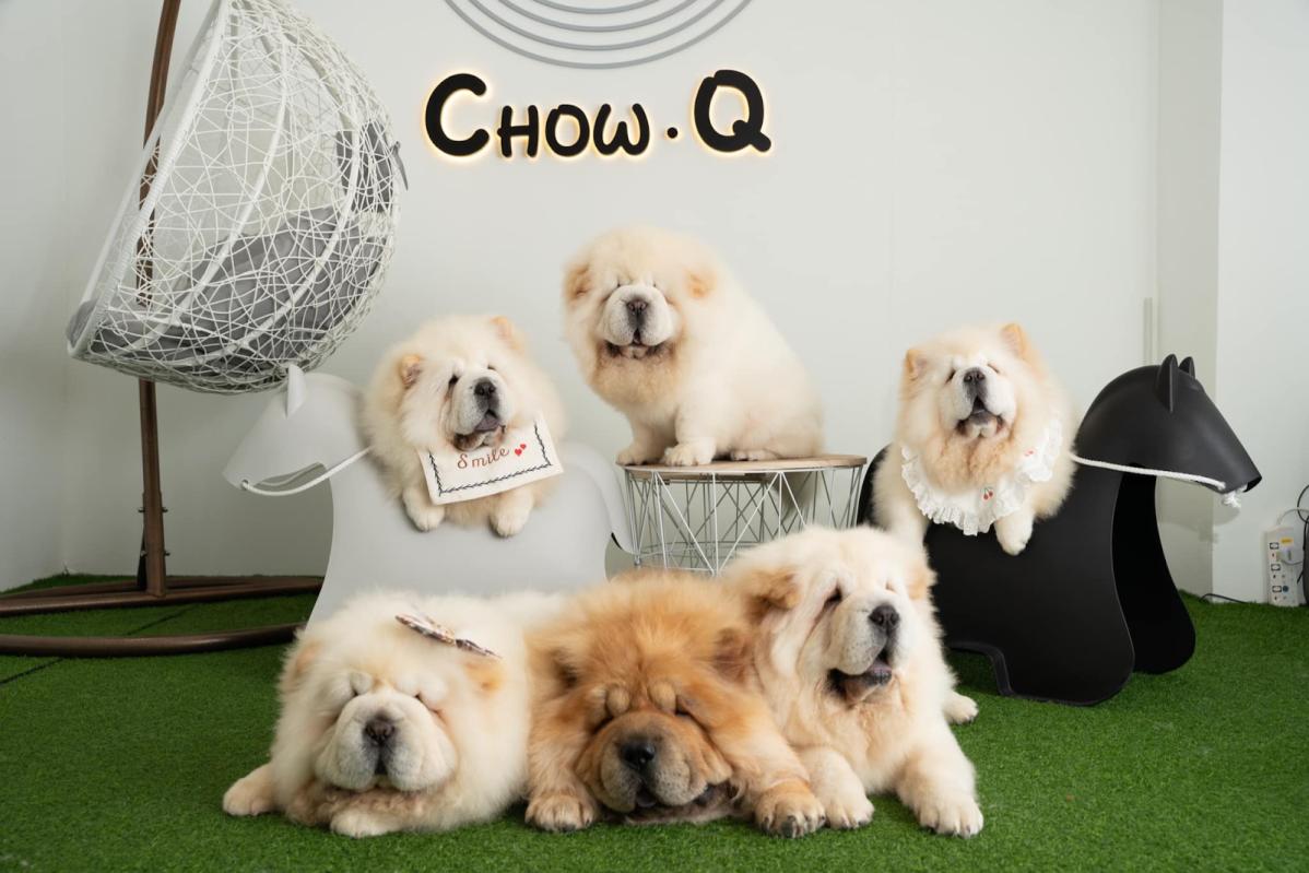 Top 9 Best Pet Cafes in Johor Bahru 2022 | Fur Friends