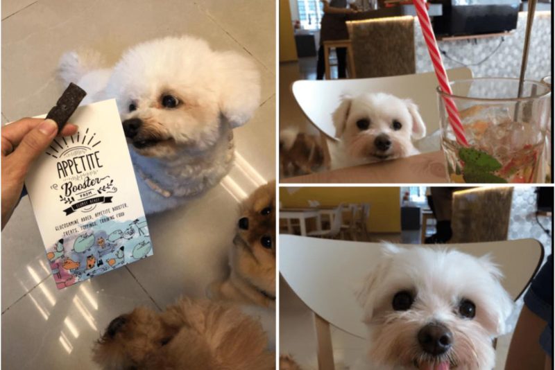 Top 9 Best Pet Cafes in Johor Bahru 2023 | Fur Friends