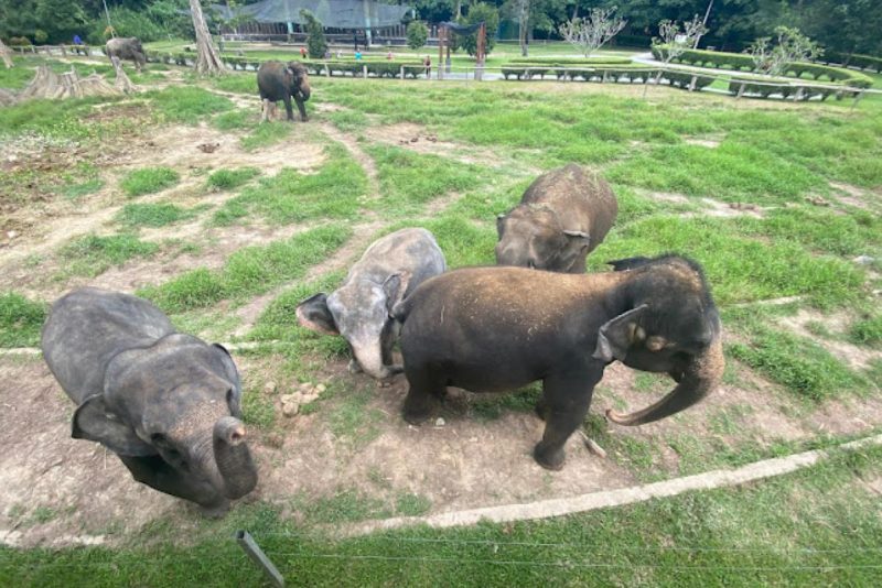 10 Best Things to Do in Pahang 2023 | Amazing Sights & Sounds